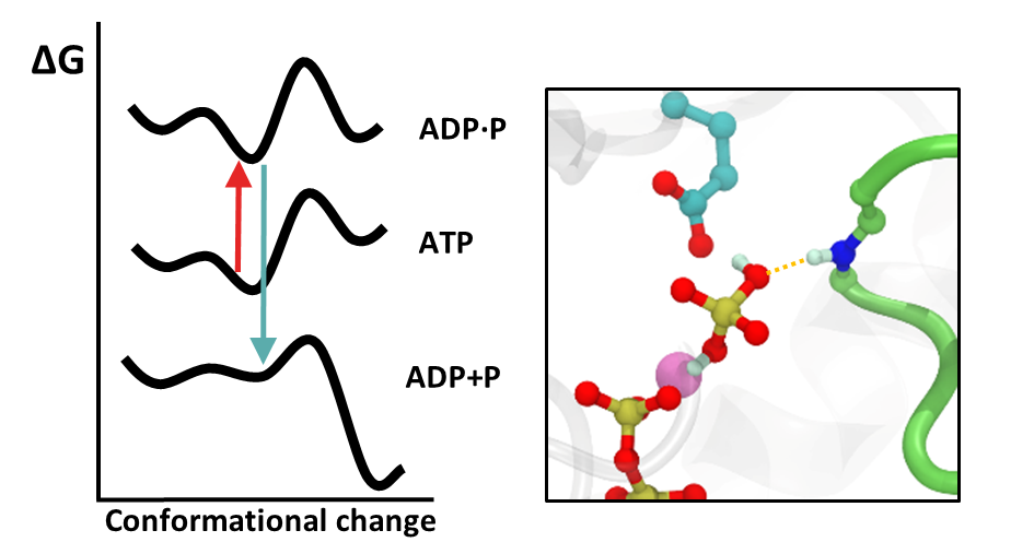 Mechano-chemical coupling in biomolecular motors: The case of the Zika ...