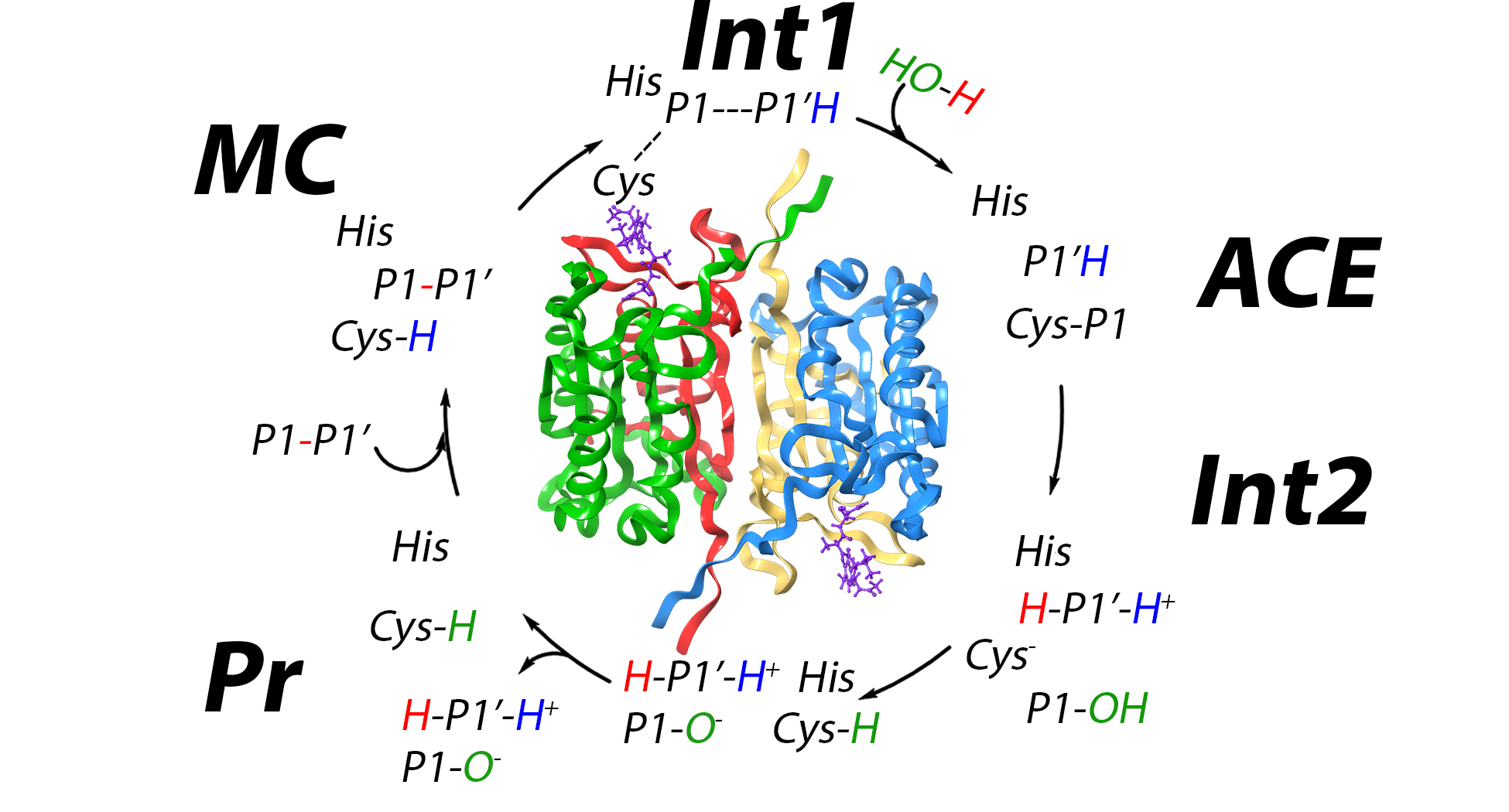 Understanding Function and Inhibition of the Enzyme Caspase-1 Through ...